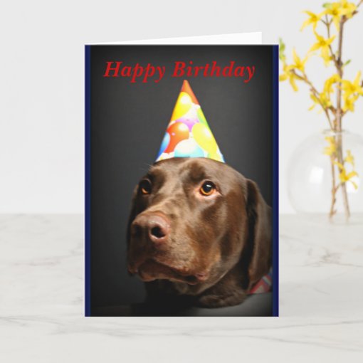 Happy Birthday card~Chocolate Lab Card | Zazzle