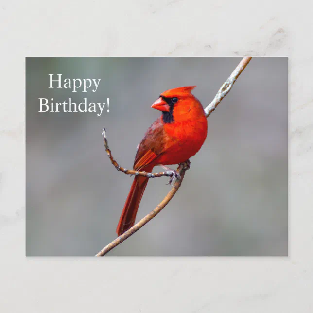 Happy Birthday Cardinal Postcard | Zazzle
