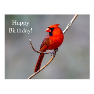 Cardinal Birthday Cards | Zazzle