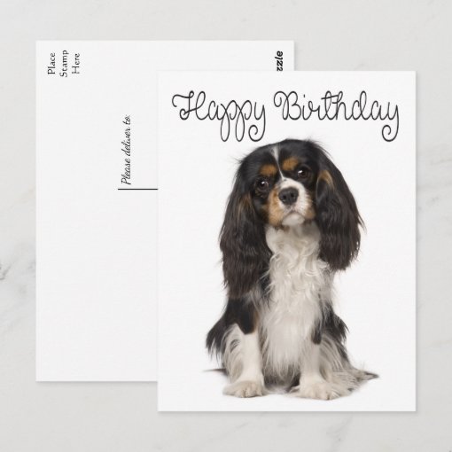 Happy Birthday Cavalier King Charles Spaniel Postcard | Zazzle