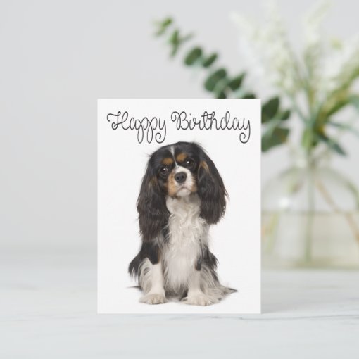 Happy Birthday Cavalier King Charles Spaniel Postcard | Zazzle