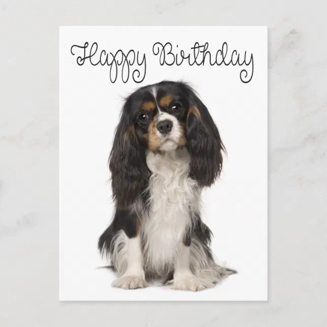 Happy Birthday Cavalier King Charles Spaniel Postcard | Zazzle
