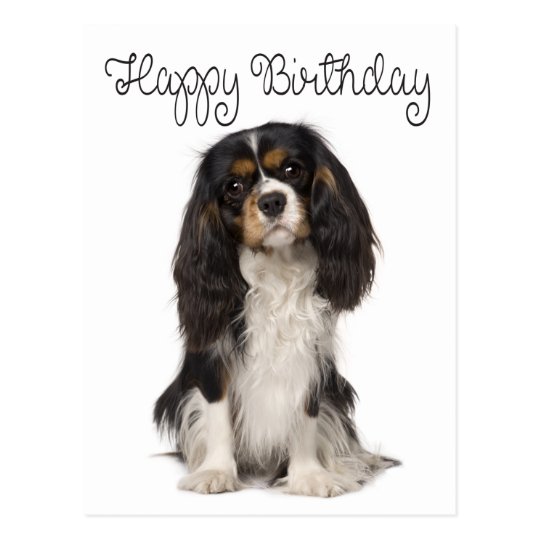 Happy Birthday Cavalier King Charles Spaniel Postcard | Zazzle.com