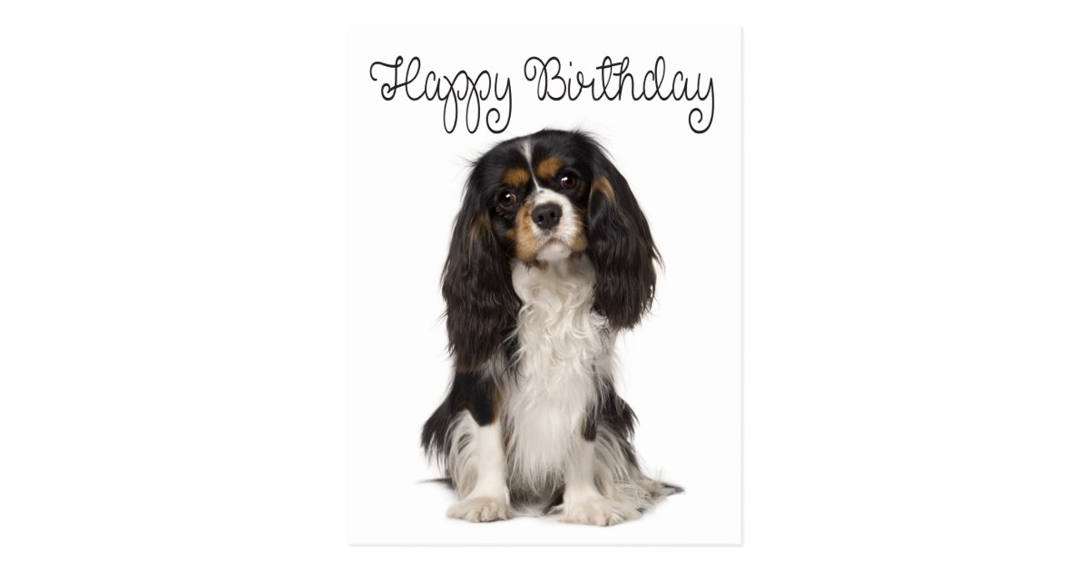 Happy Birthday Cavalier King Charles Spaniel Postcard | Zazzle.com