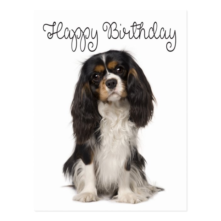 Happy Birthday Cavalier King Charles Spaniel Postcard | Zazzle.com