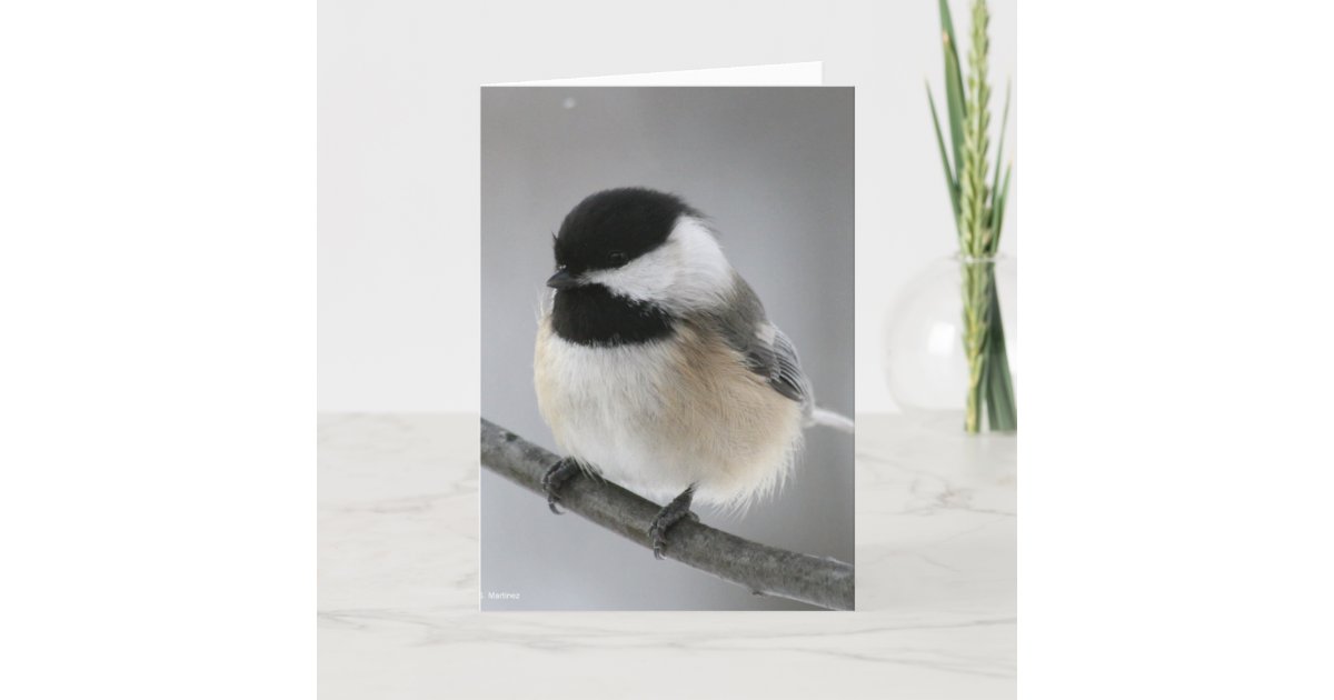 Happy Birthday Chicky Poo! Card | Zazzle