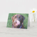 Happy Birthday Chocolate Lab Cute & Funny Card! Card | Zazzle