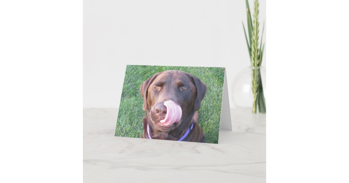 Happy Birthday Chocolate Lab Cute & Funny Card! Card | Zazzle