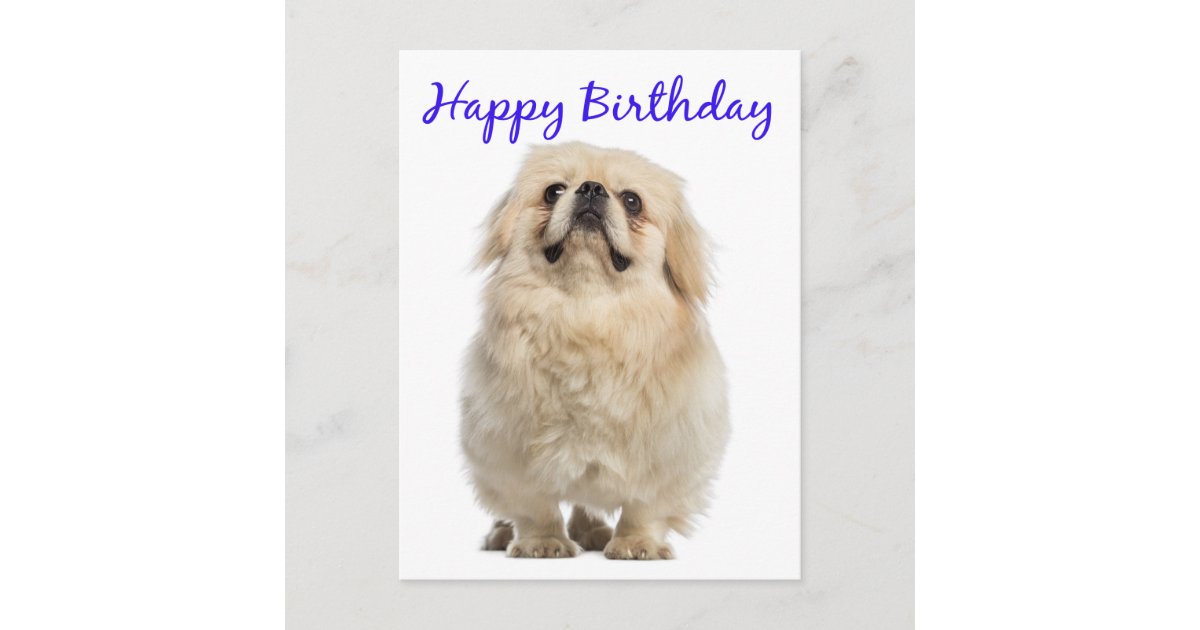 Happy Birthday Cream Pekingese Puppy Dog Blue Postcard | Zazzle