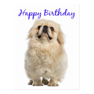 Pekingese Birthday Cards | Zazzle