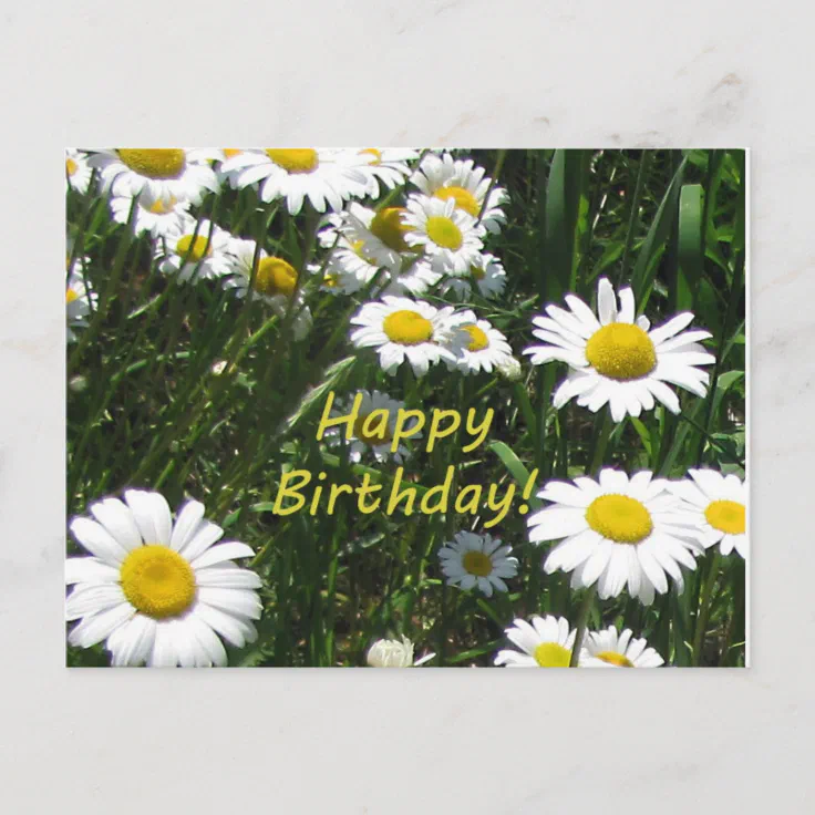 Happy Birthday Daisies Postcard | Zazzle