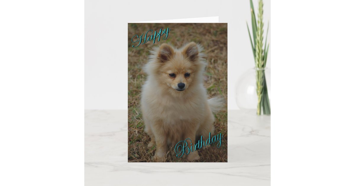 Happy Birthday Dog Pomeranian Birthday wishes Card | Zazzle.com