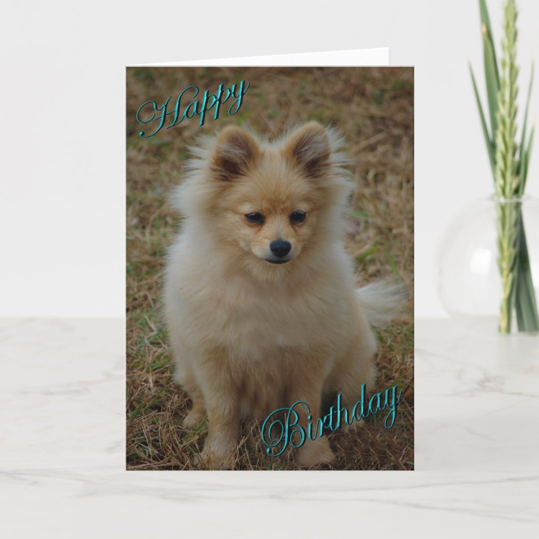 Happy Birthday Dog Pomeranian Birthday wishes Card | Zazzle