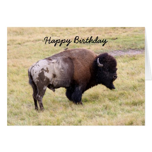 Happy Birthday, Dusty Bison Bull Humor Card | Zazzle