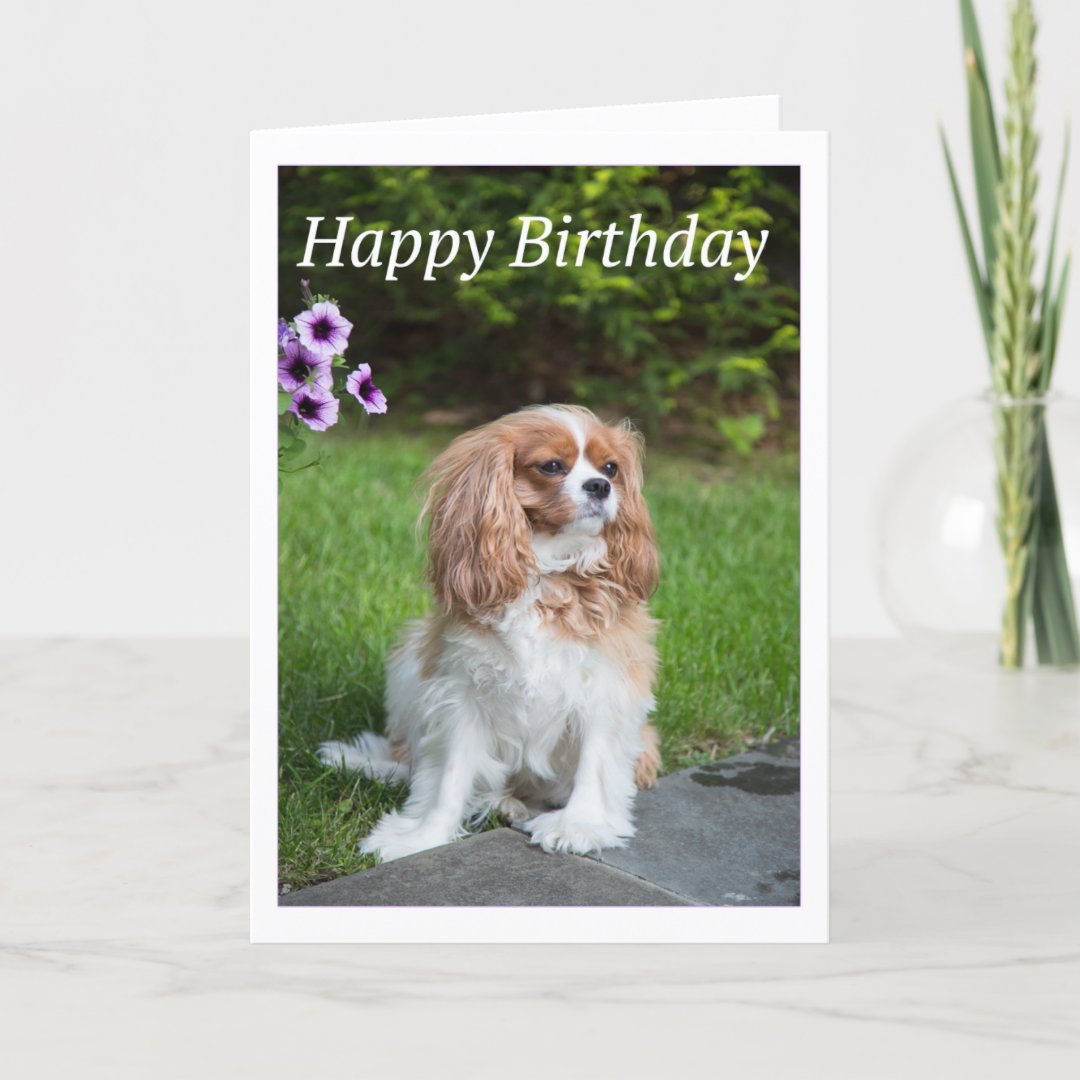 Happy Birthday Flowers Cavalier King Spaniel Card | Zazzle