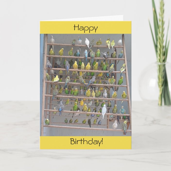 Happy Birthday from All of Us Parakeets Card | Zazzle.com