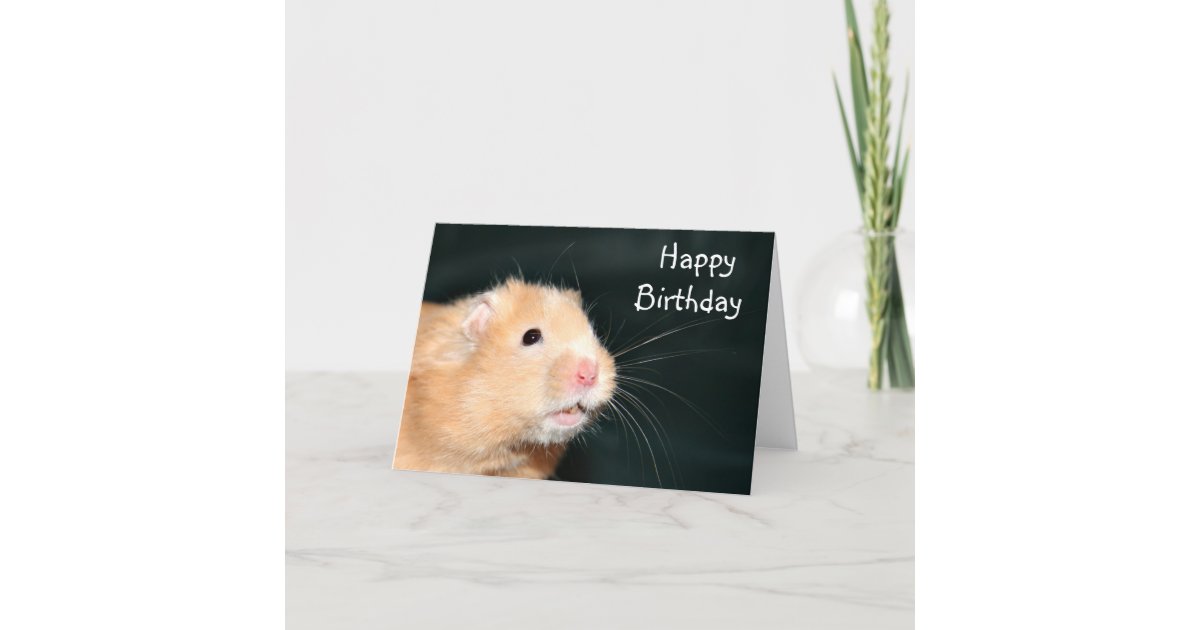 Happy Birthday hamster Card | Zazzle