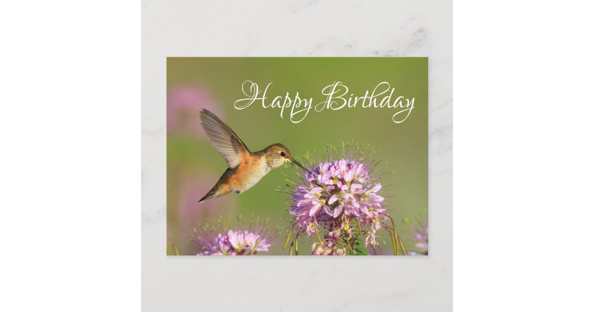 Happy Birthday Hummingbird Postcard | Zazzle