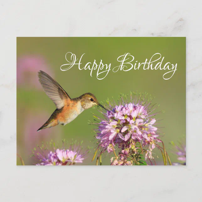 Happy Birthday Hummingbird Postcard | Zazzle
