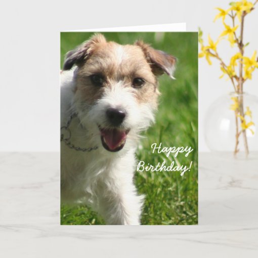 Happy Birthday Jack Russell Terrier greeting card | Zazzle