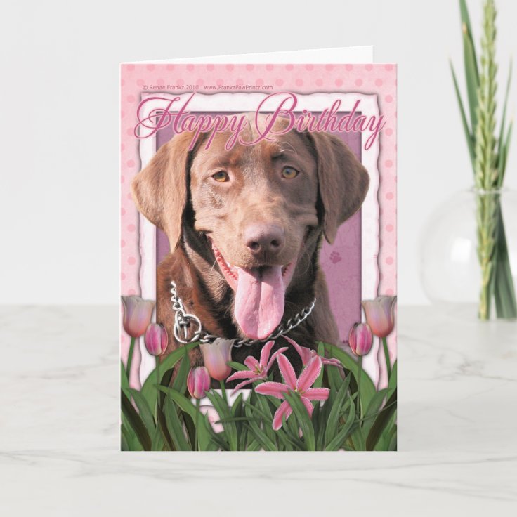 Happy Birthday - Labrador - Chocolate Card | Zazzle