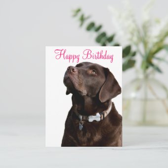Happy Birthday Labrador Retriever Dog Post Card | Zazzle