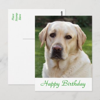 Happy Birthday Labrador Retriever Dog Post Card | Zazzle