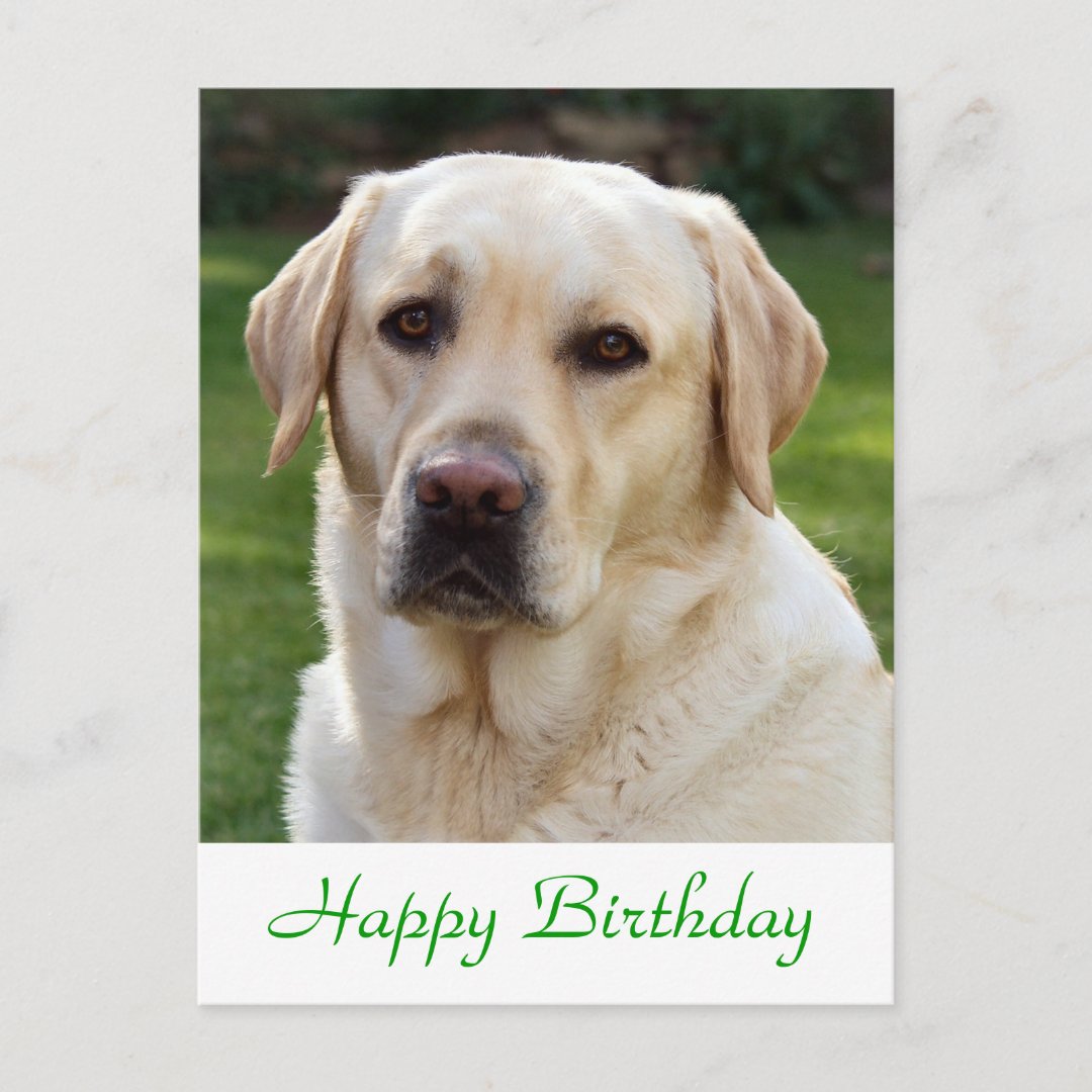 Happy Birthday Labrador Retriever Dog Post Card | Zazzle