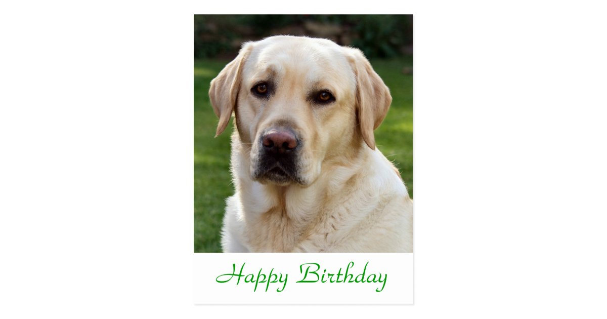 Happy Birthday Labrador Retriever Dog Post Card | Zazzle.com