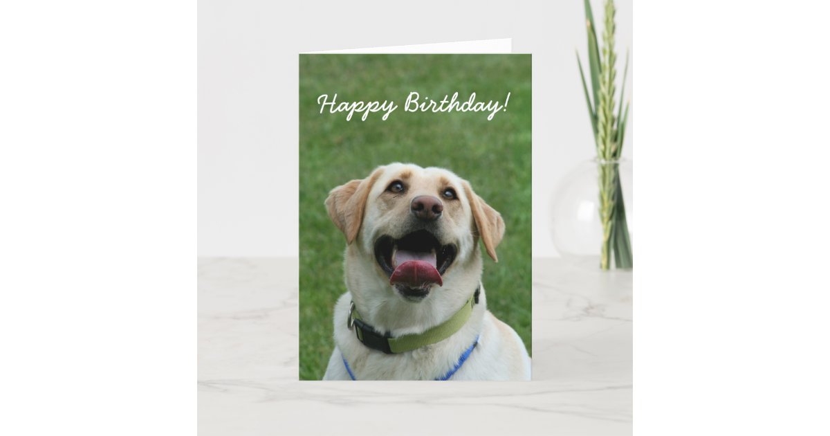 Happy Birthday Labrador Retriever greeting card | Zazzle