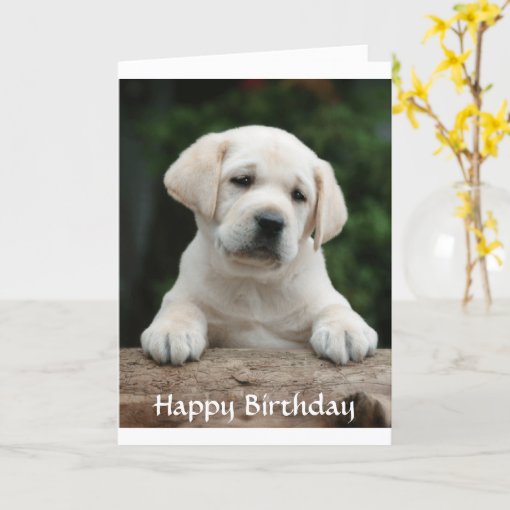 Happy Birthday Labrador Retriever Puppy Card | Zazzle