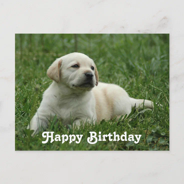 Happy Birthday Labrador Retriever Puppy Post Card | Zazzle