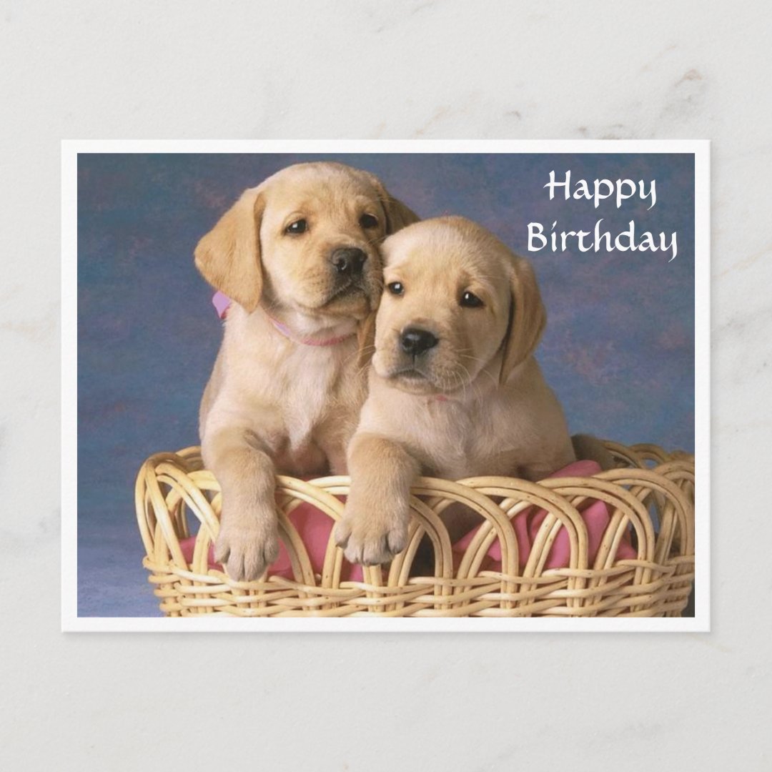 Happy Birthday Labrador Retriever Puppy Post Card | Zazzle