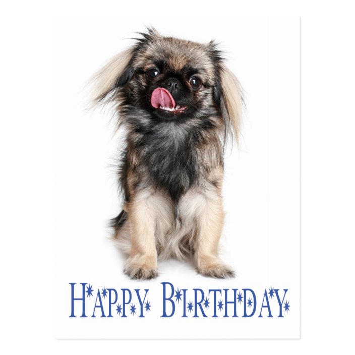 Happy Birthday Pekingese Puppy Dog Blue Postcard | Zazzle.com