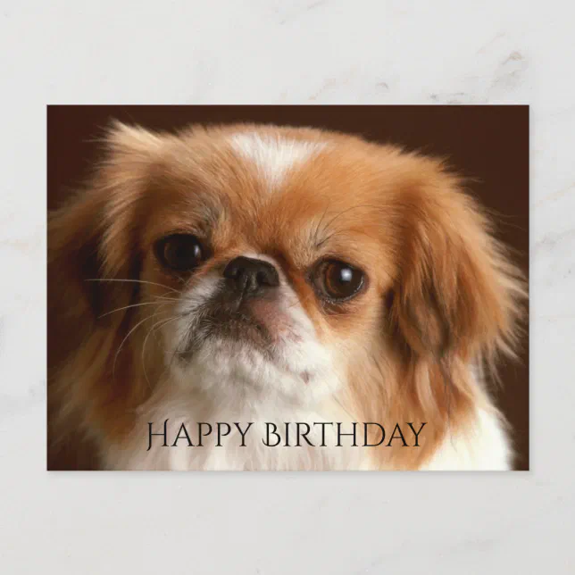 Happy Birthday Pekingese Red Brown Puppy Dog Black Postcard | Zazzle