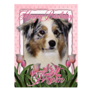 Australian Shepherd Birthday Cards | Zazzle