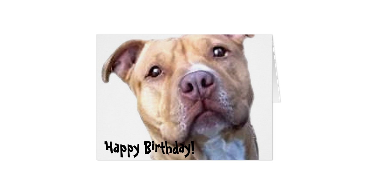 Happy Birthday Pitbull greeting card | Zazzle.com