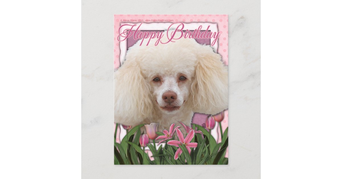 Happy Birthday - Poodle Postcard | Zazzle