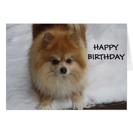 HAPPY BIRTHDAY SAYS THE POMERANIAN CARD | Zazzle.com