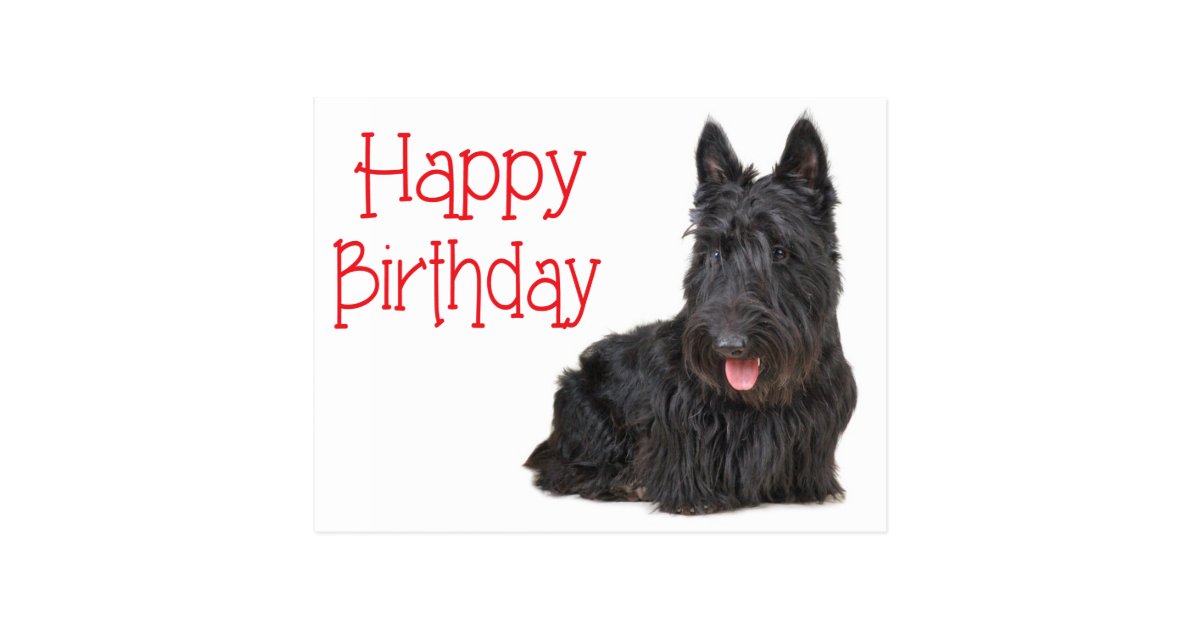 Happy Birthday Scottish Terrier Puppy Postcard | Zazzle.com