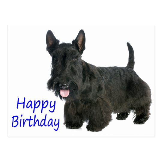 Happy Birthday Scottish Terrier Puppy Postcard | Zazzle.com