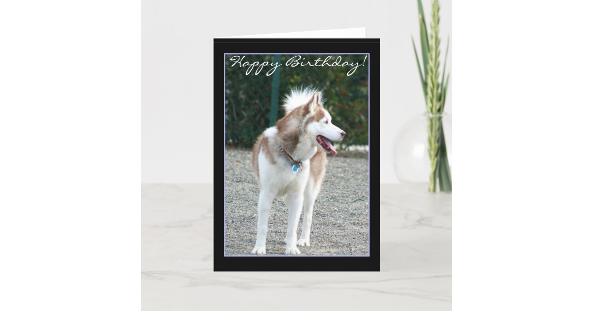Happy Birthday Siberian Husky greeting card | Zazzle