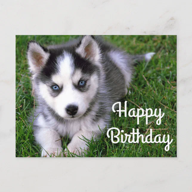 Happy Birthday Siberian Husky Puppy Dog Post Card | Zazzle
