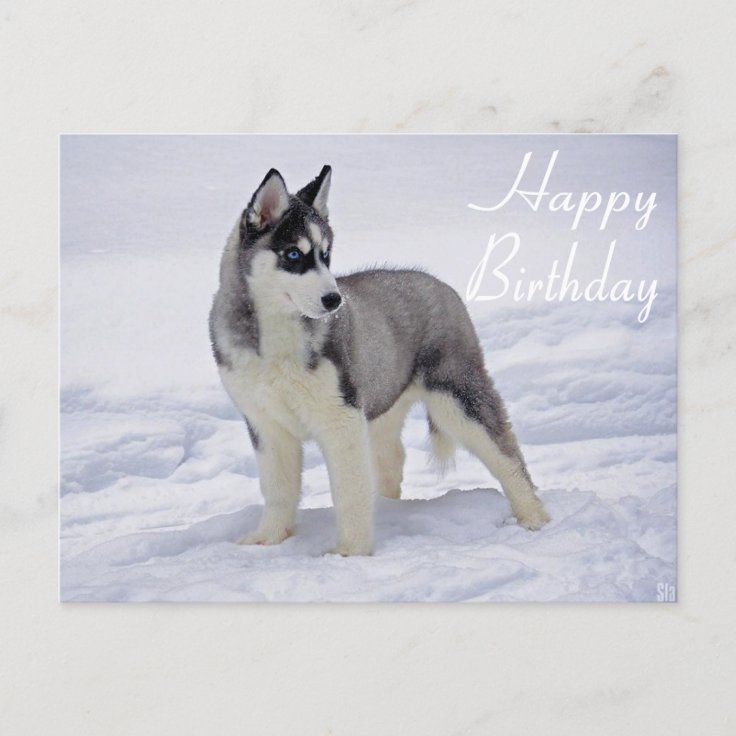 Happy Birthday Siberian Husky Puppy Dog Post Card | Zazzle