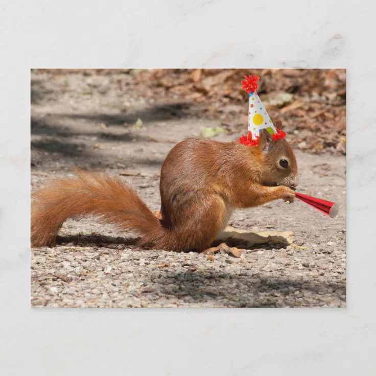 Happy Birthday Squirrel Postcard | Zazzle