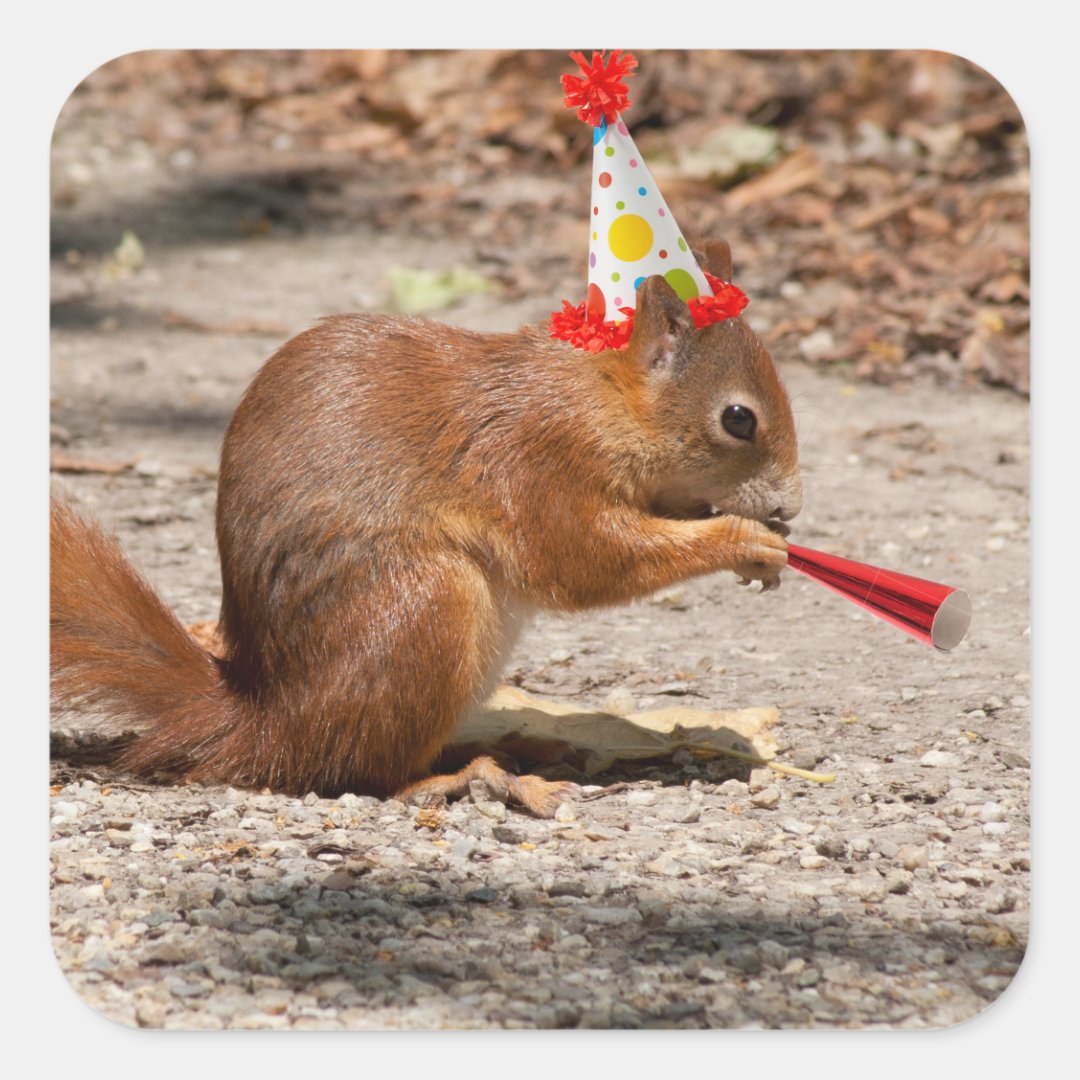 Happy Birthday Squirrel Square Sticker | Zazzle