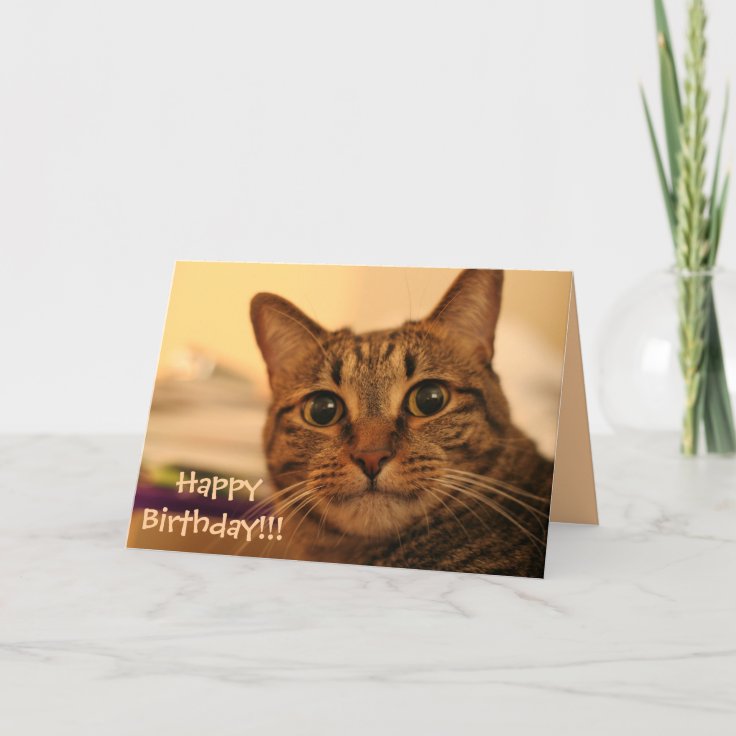 Happy Birthday Tabby Cat Card | Zazzle