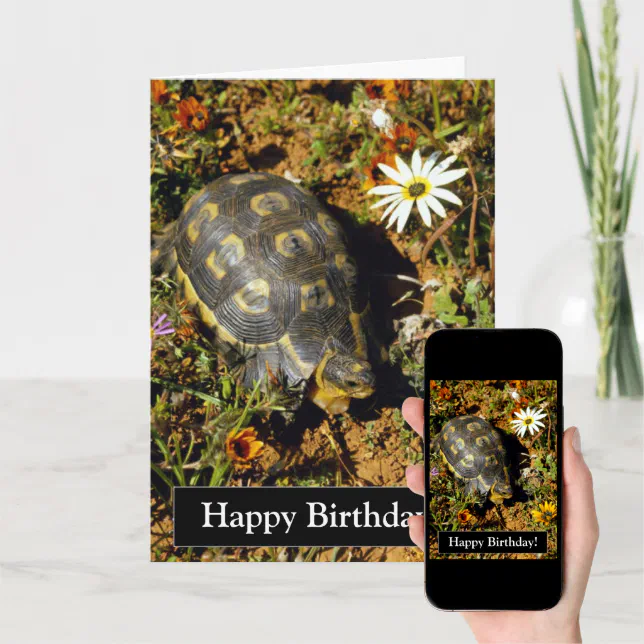 Happy Birthday Turtle Card | Zazzle