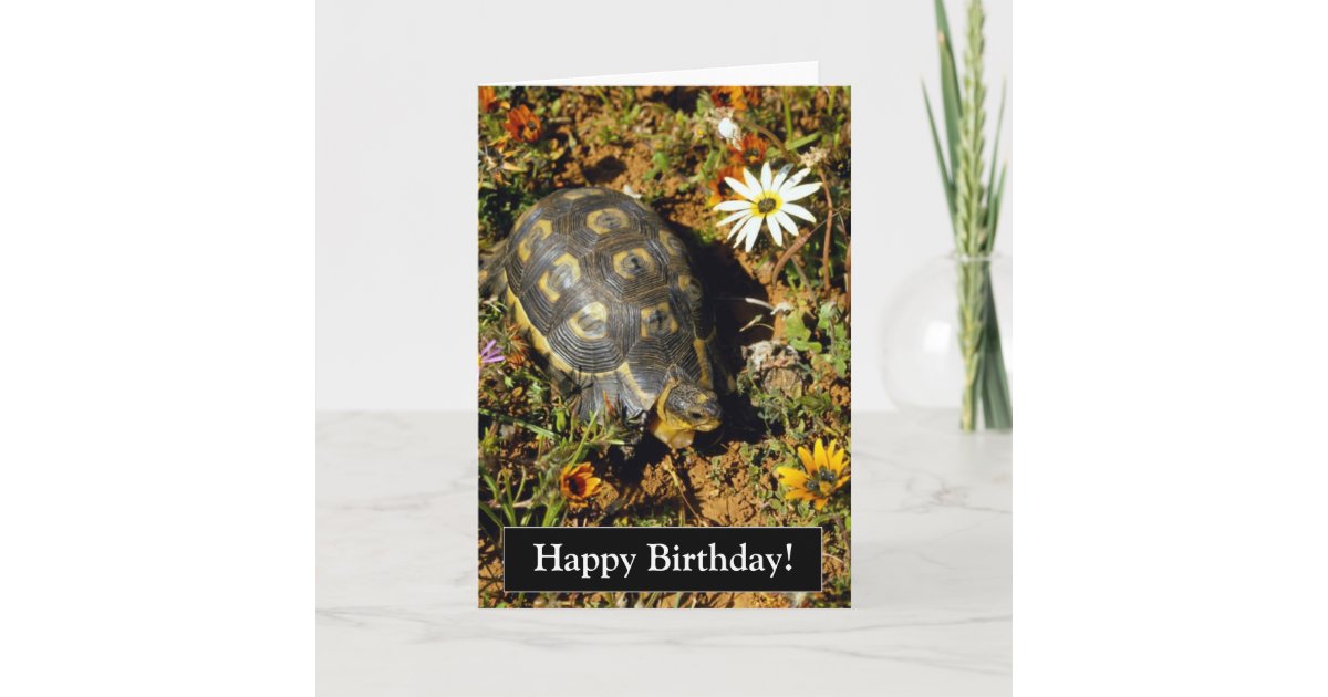 Happy Birthday Turtle Card | Zazzle