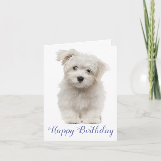 Happy Birthday White Maltese Puppy Dog Blue Card | Zazzle.com